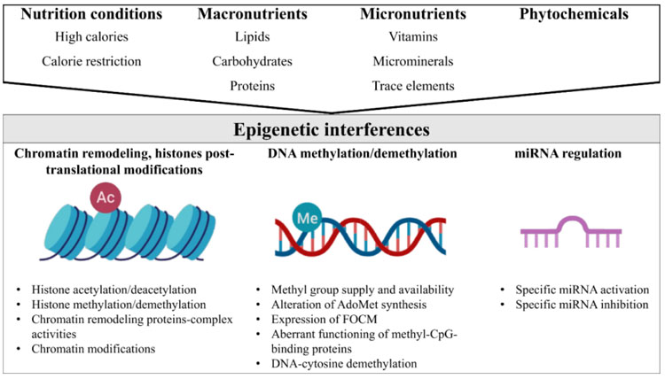 Epigenetics, Maternal Diet and Metabolic Programming
